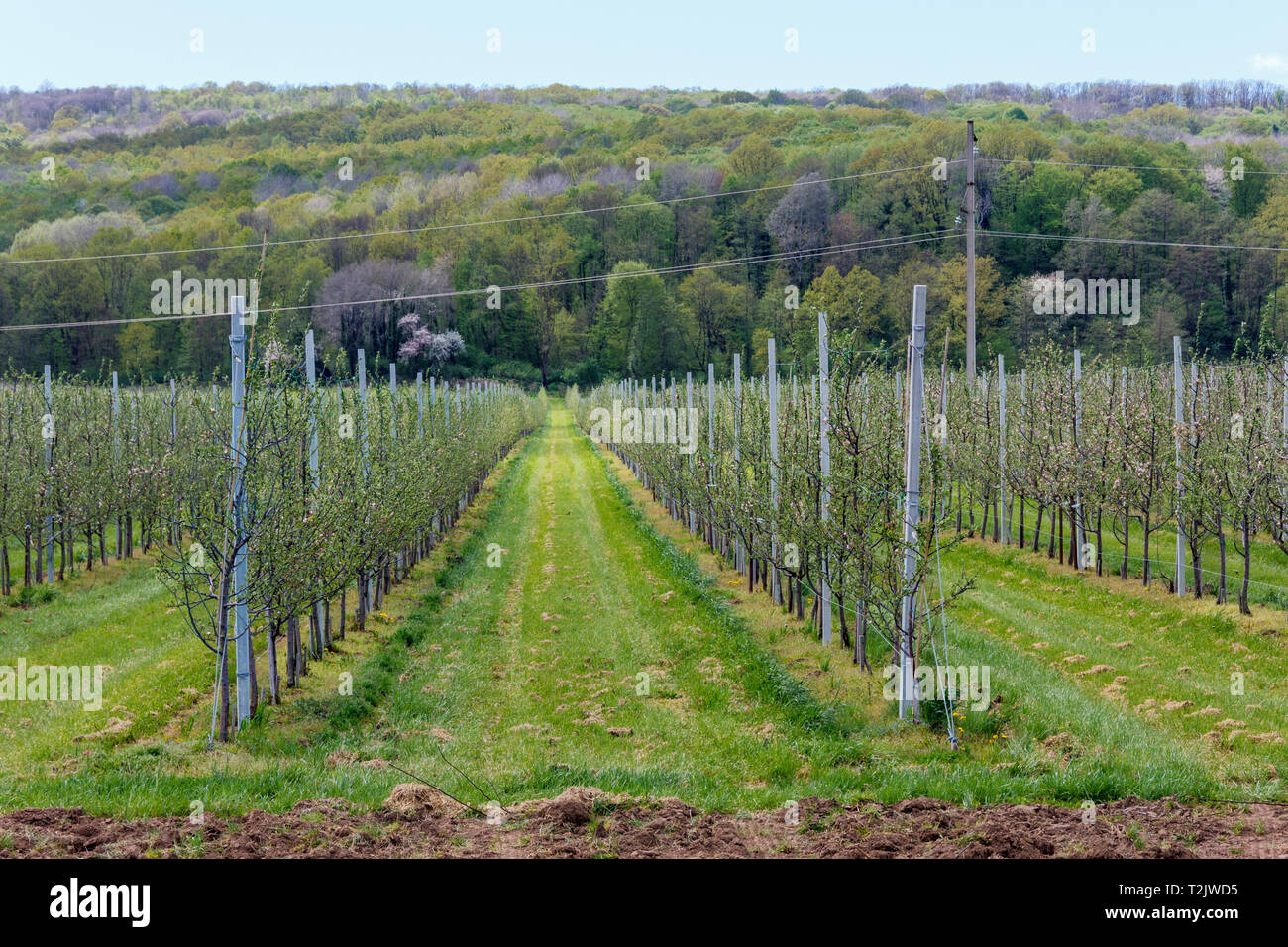 Apple tree saplings hi-res stock photography and images - Alamy