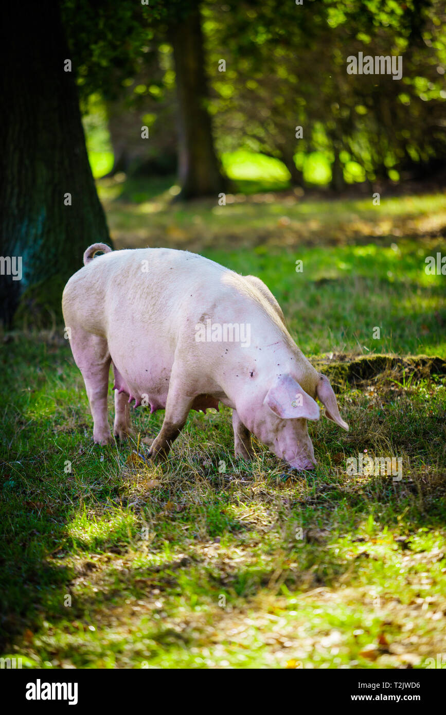 pig standing on a grass lawn. Healthy pig on meadow Stock Photo - Alamy
