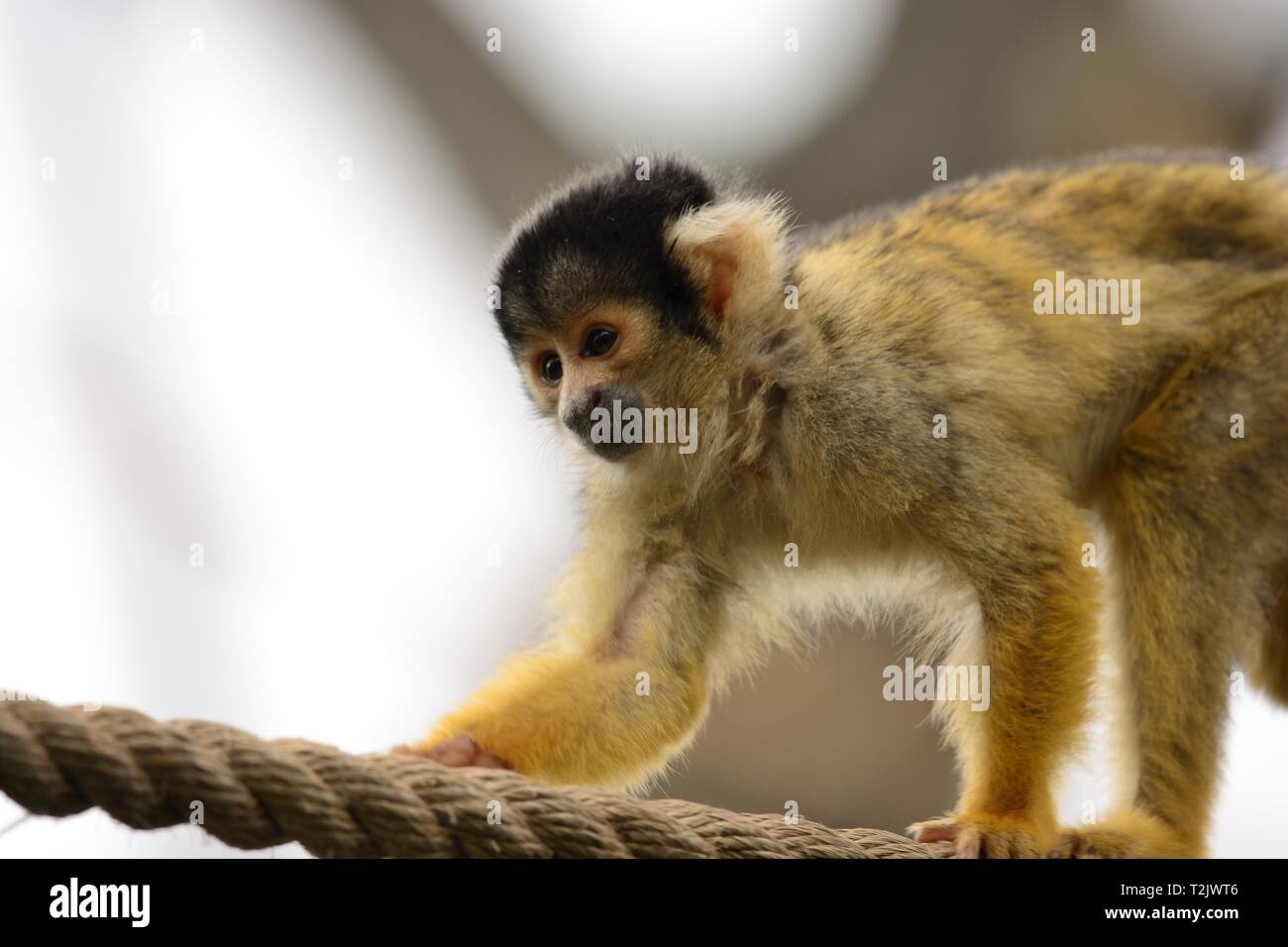 Portrait of a squirrel monkey climbing on a rope in a zoo Stock Photo ...