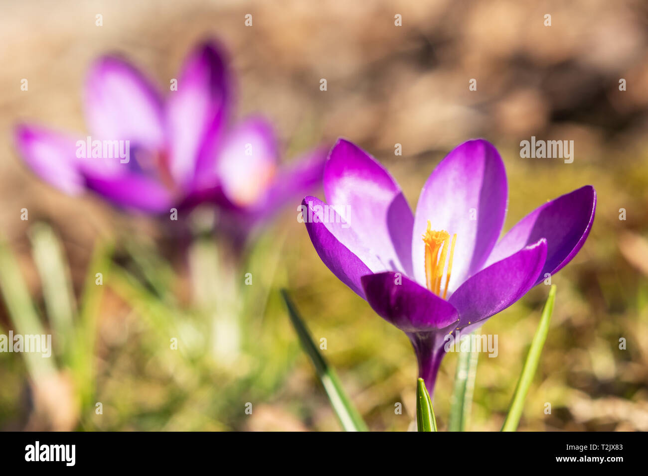 Violet crocuses in grass hi-res stock photography and images - Alamy