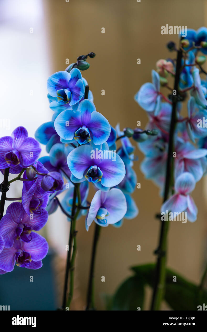 orchid branch with blue flowers Stock Photo - Alamy