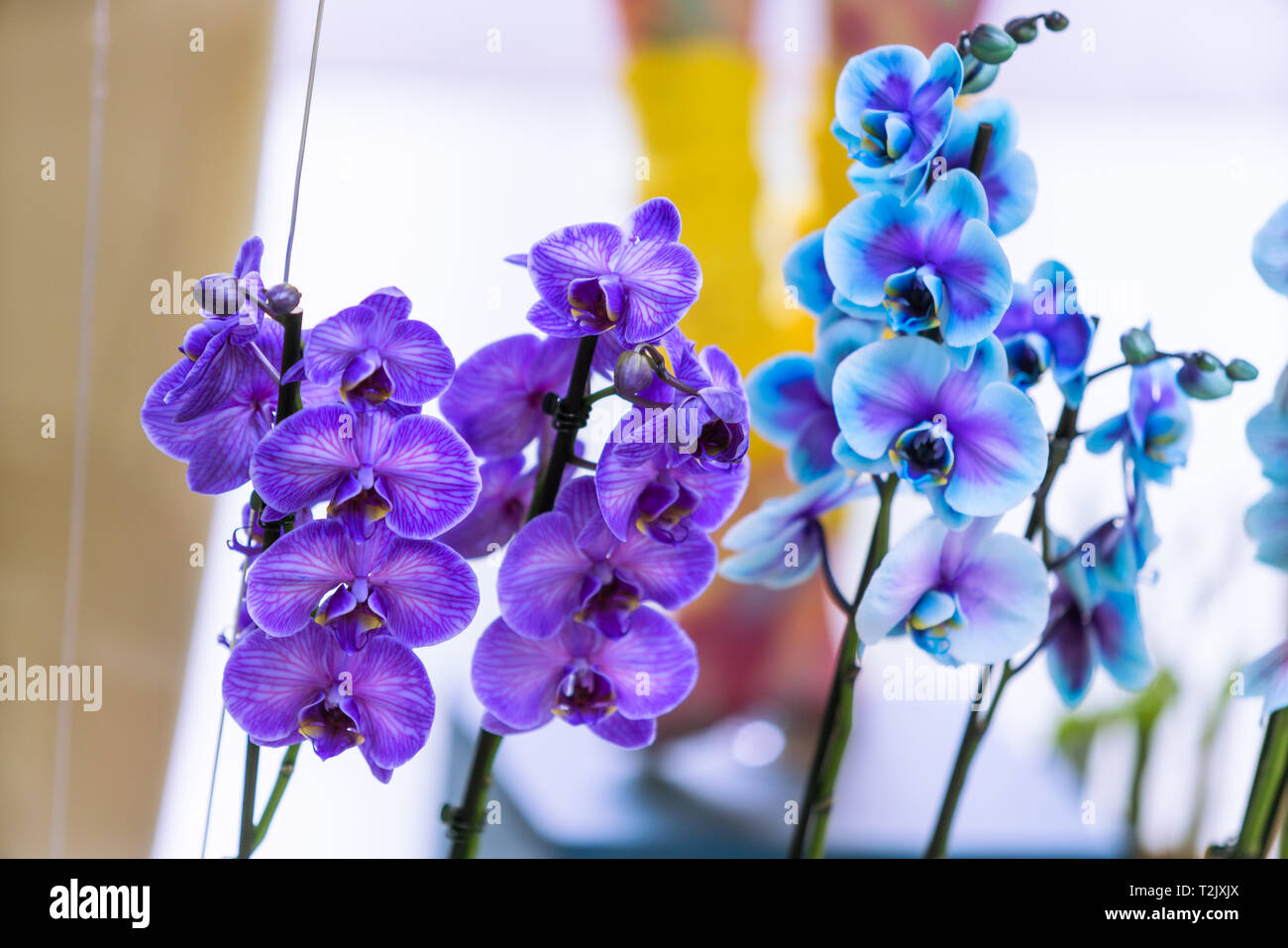 orchid branch with blue flowers Stock Photo - Alamy