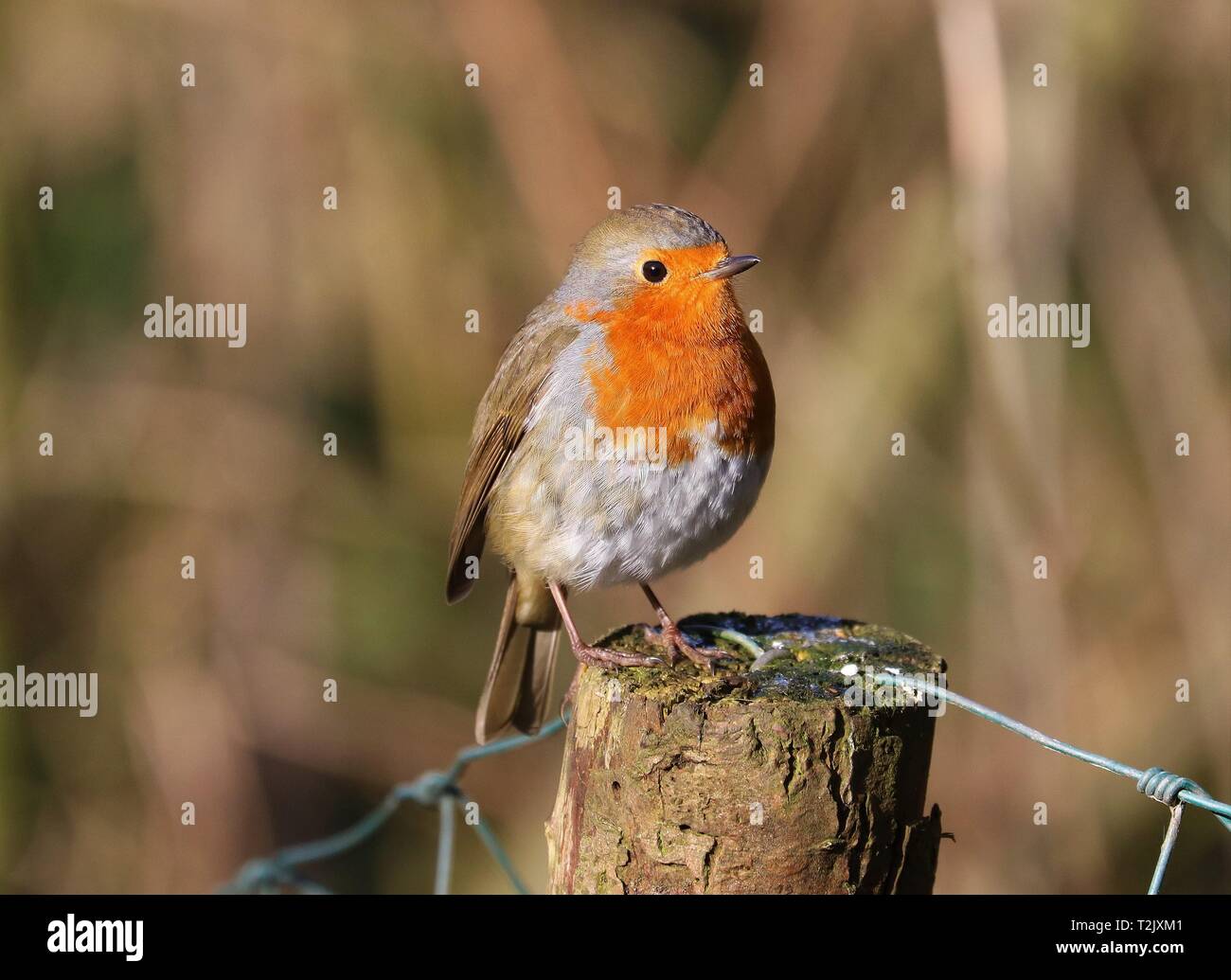Pennington flash hi-res stock photography and images - Alamy