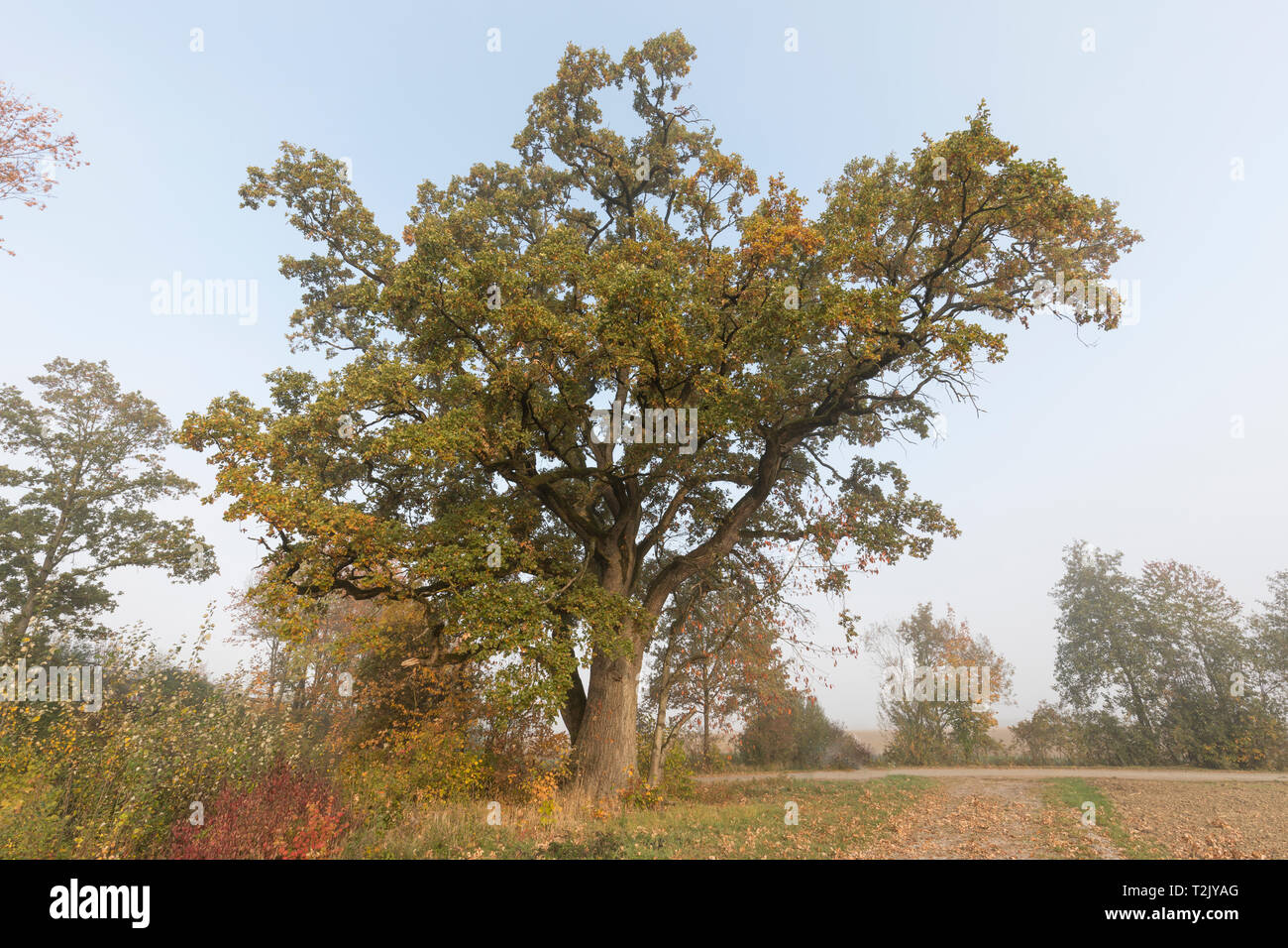 Eiche baum hi-res stock photography and images - Alamy