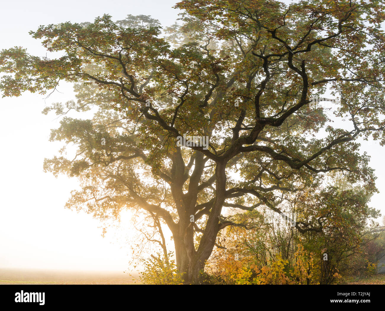Morningfog hi-res stock photography and images - Alamy