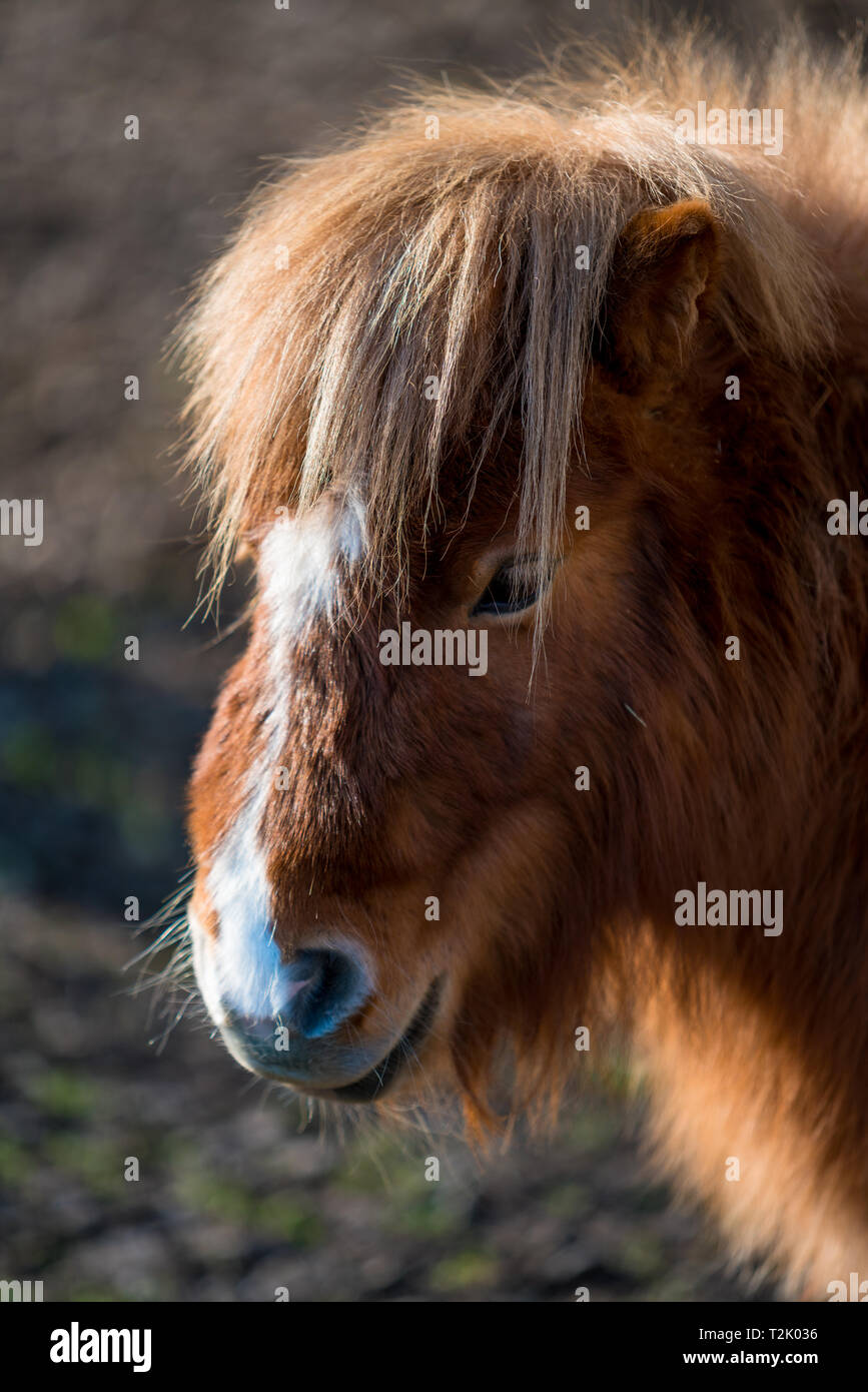 Portrait of a pony Stock Photo - Alamy
