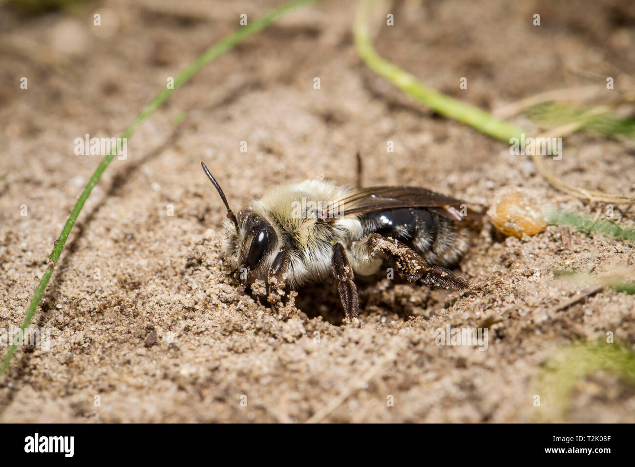 Erde biene hi-res stock photography and images - Alamy