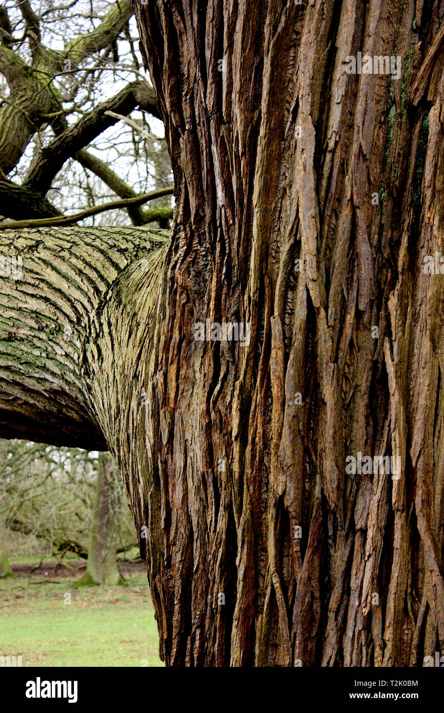 A tree with very grooved bark at Kedleston Hall, Derbyshire, England ...