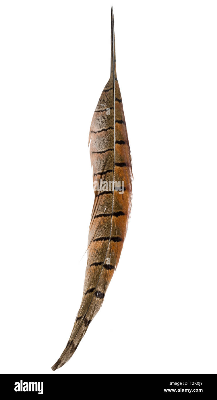 bird feather isolated on white background Stock Photo - Alamy