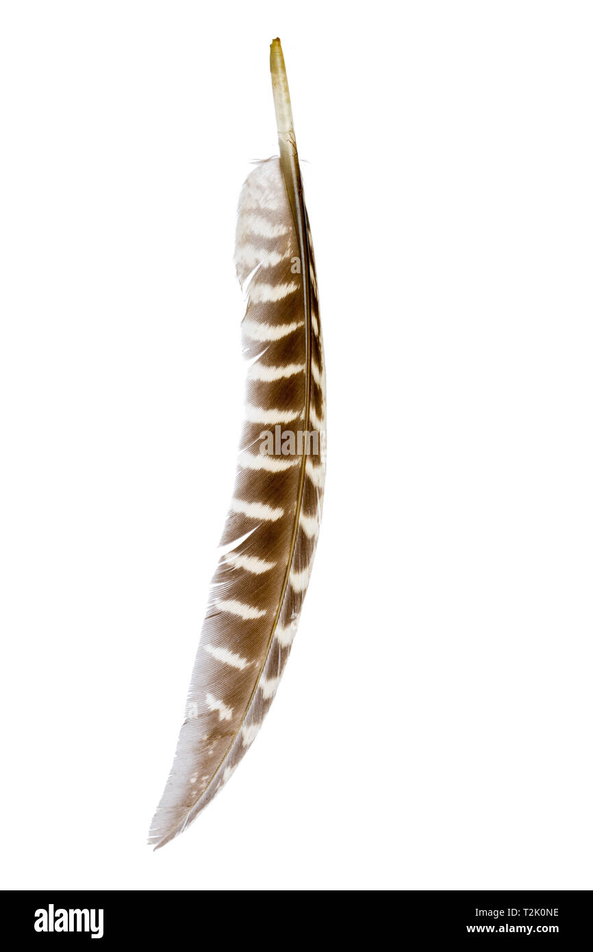 bird feather isolated on white background Stock Photo - Alamy