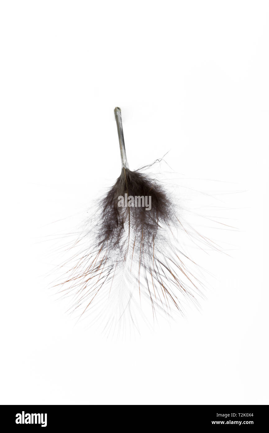 bird feather isolated on white background Stock Photo - Alamy