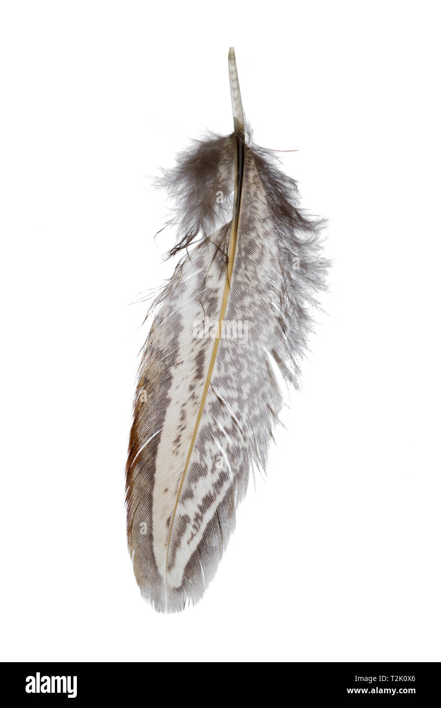 bird feather isolated on white background Stock Photo - Alamy