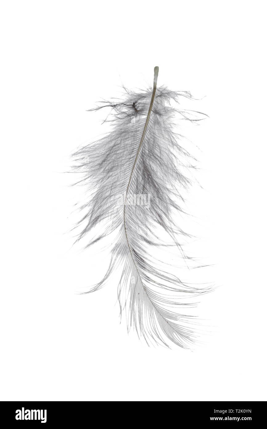 bird feather isolated on white background Stock Photo - Alamy
