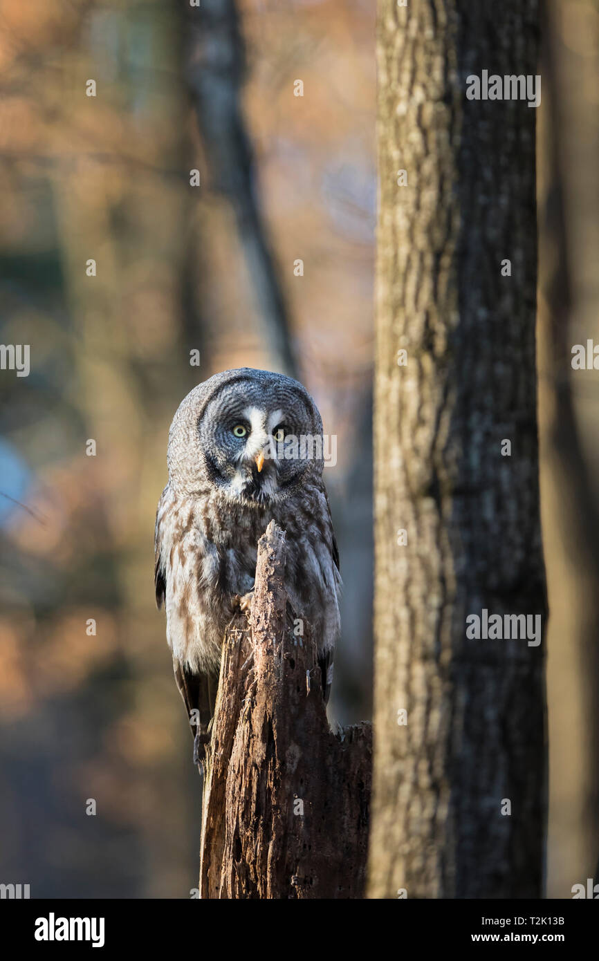 Bartkauz, Strix nebulosa, great grey owl Stock Photo - Alamy Bartkauz, Strix nebulosa, great grey owl Stock Photo - Alamy