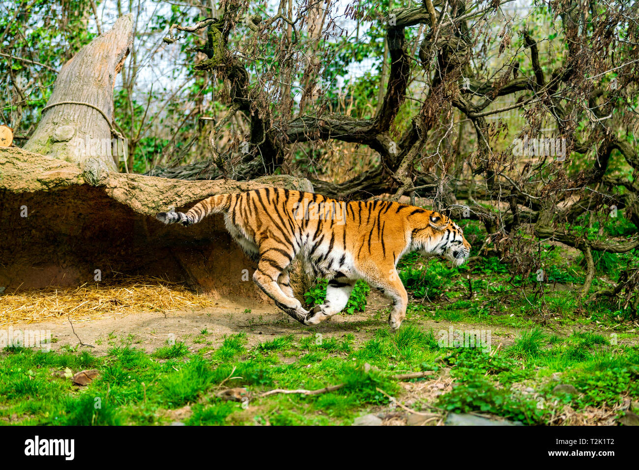 Crouching tiger hi-res stock photography and images - Alamy