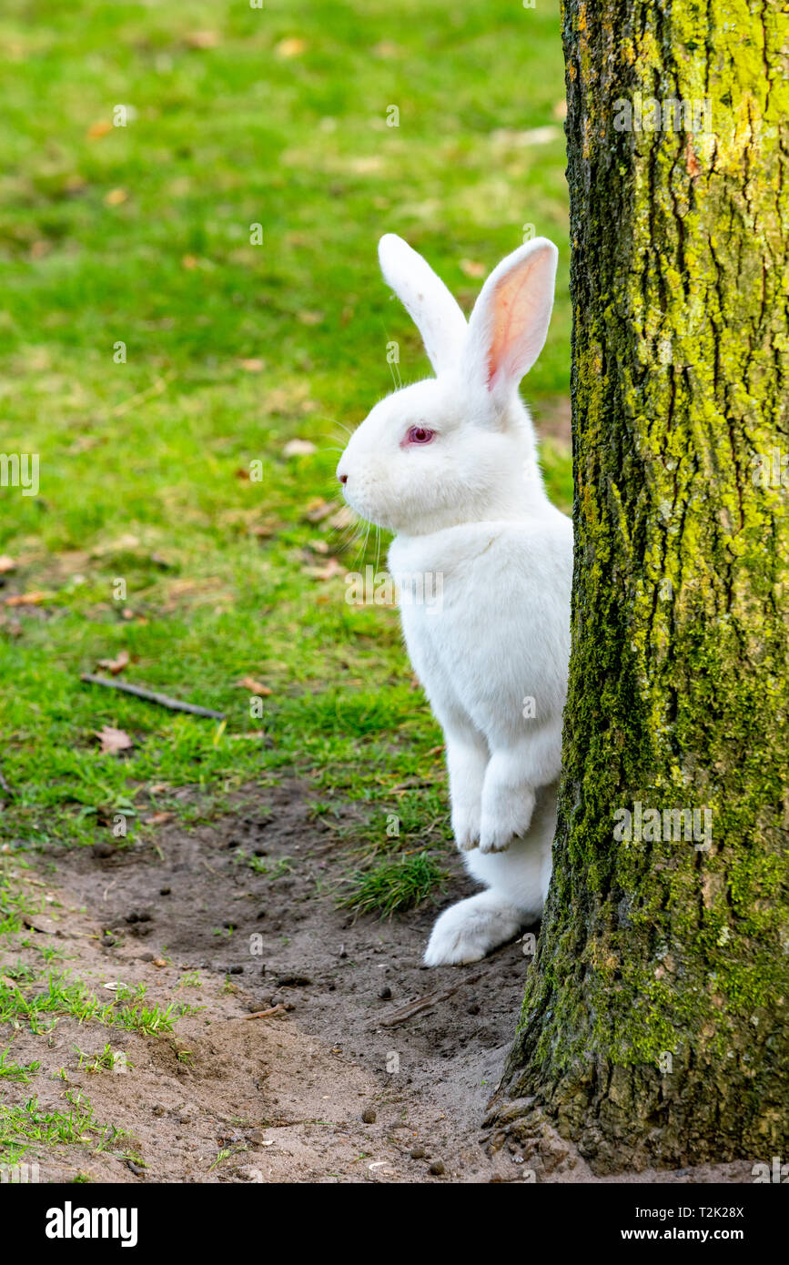 Bunny chow white background hi-res stock photography and images - Alamy