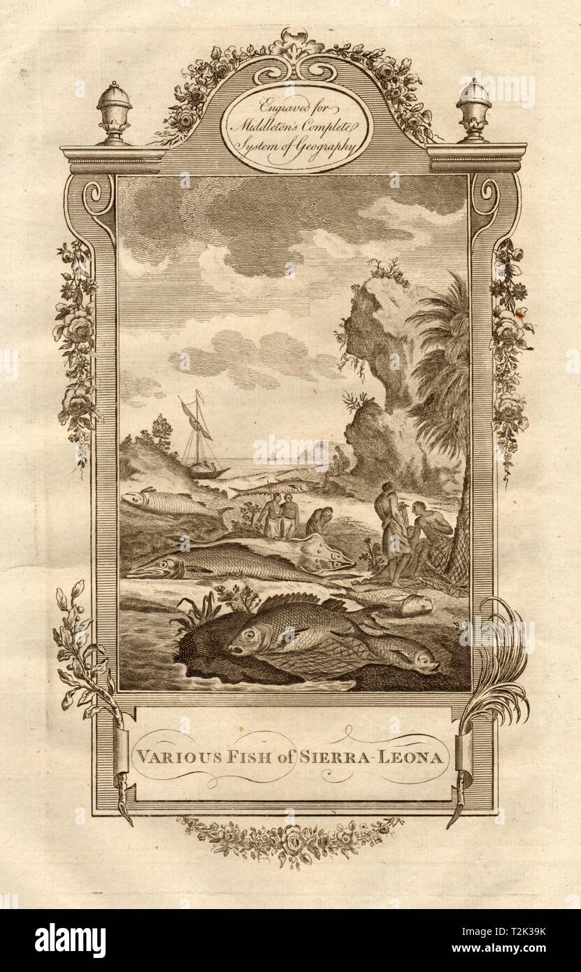 "Various fish of Sierra-Leona". Sierra Leone. MIDDLETON 1779 old ...