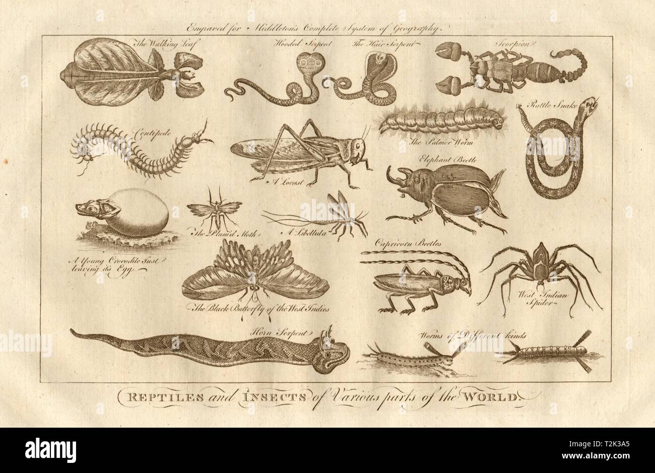 "Reptiles & insects of various parts of the world". MIDDLETON 1779 old ...