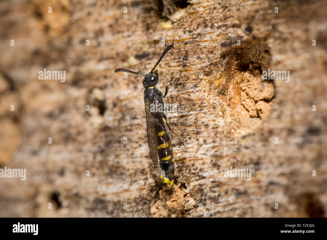 Insectwood hi-res stock photography and images - Alamy