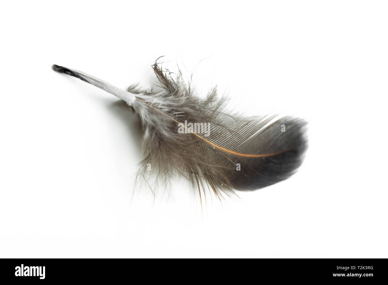 bird feather isolated on white background Stock Photo - Alamy