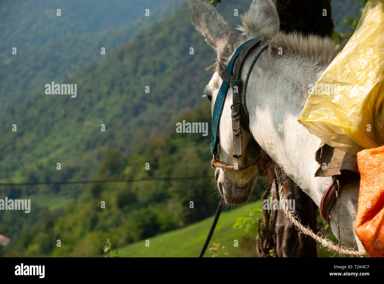 A loaded workhorse standing and looking toward the mounts and forrest ...