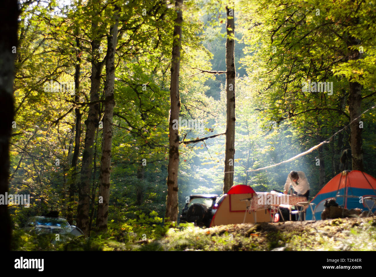 A scene of a camp deep in the natural old forrest with tall green trees ...