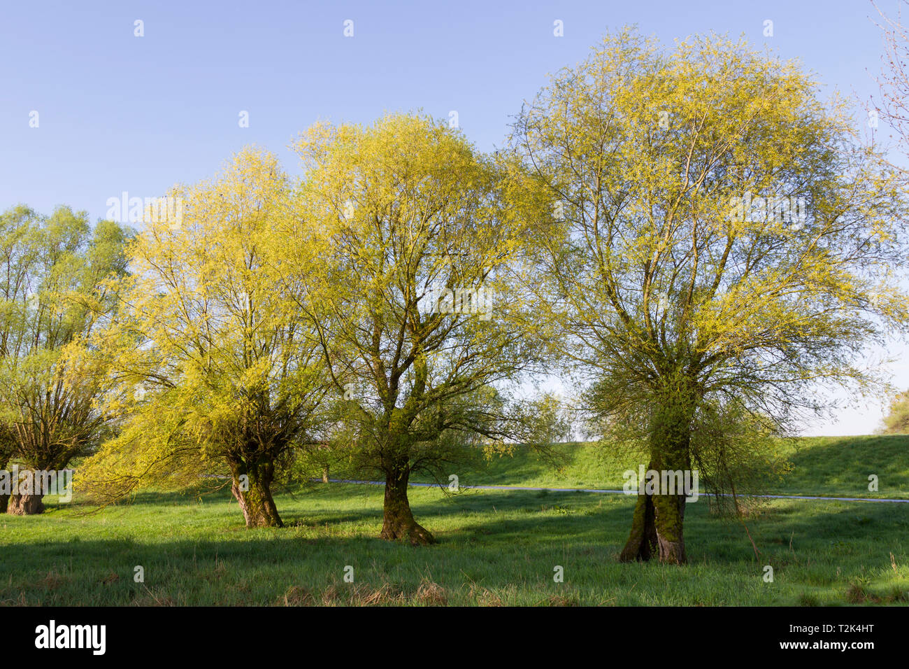 Meadowlands hi-res stock photography and images - Alamy
