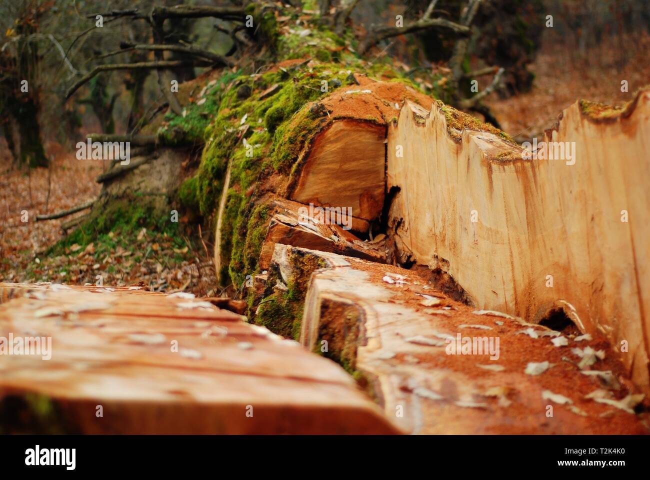 There is a fallen tree bole cut and covered by algae/moss and yellow ...