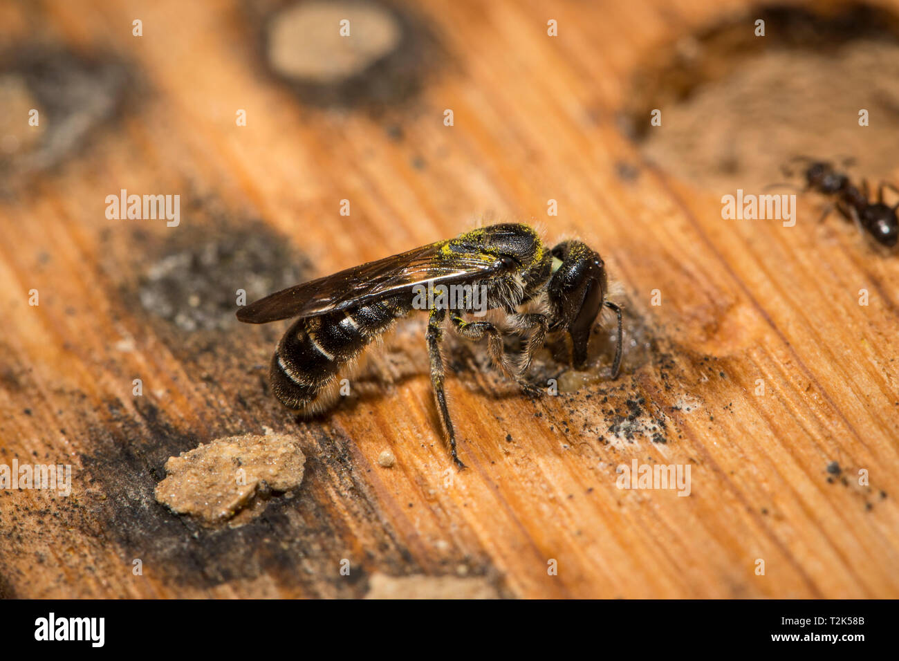 Mauerbiene, Chelostoma florisome, Mason bee Stock Photo - Alamy