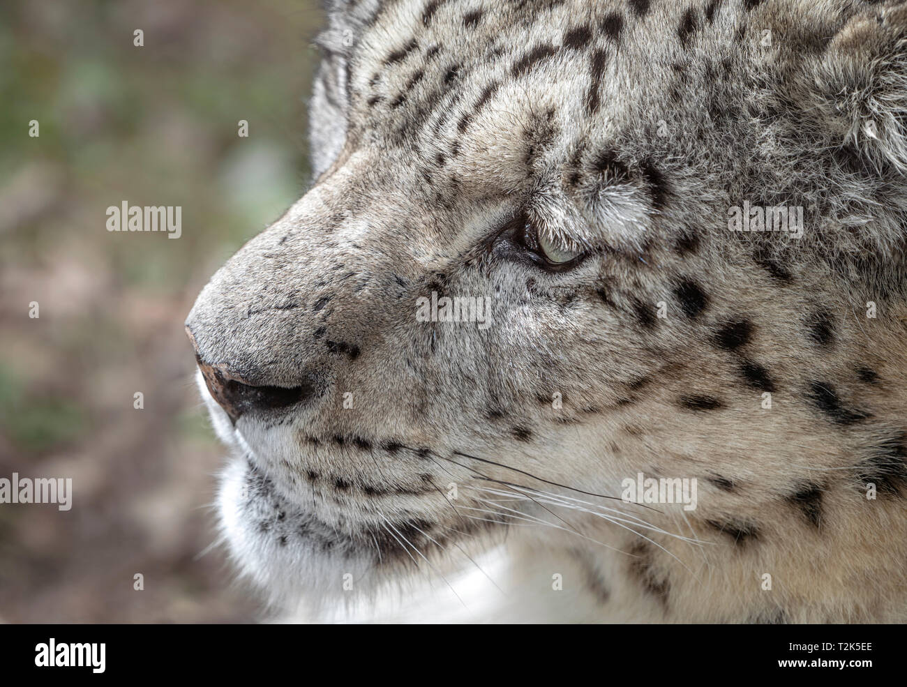 Leopard nose close up hi-res stock photography and images - Alamy