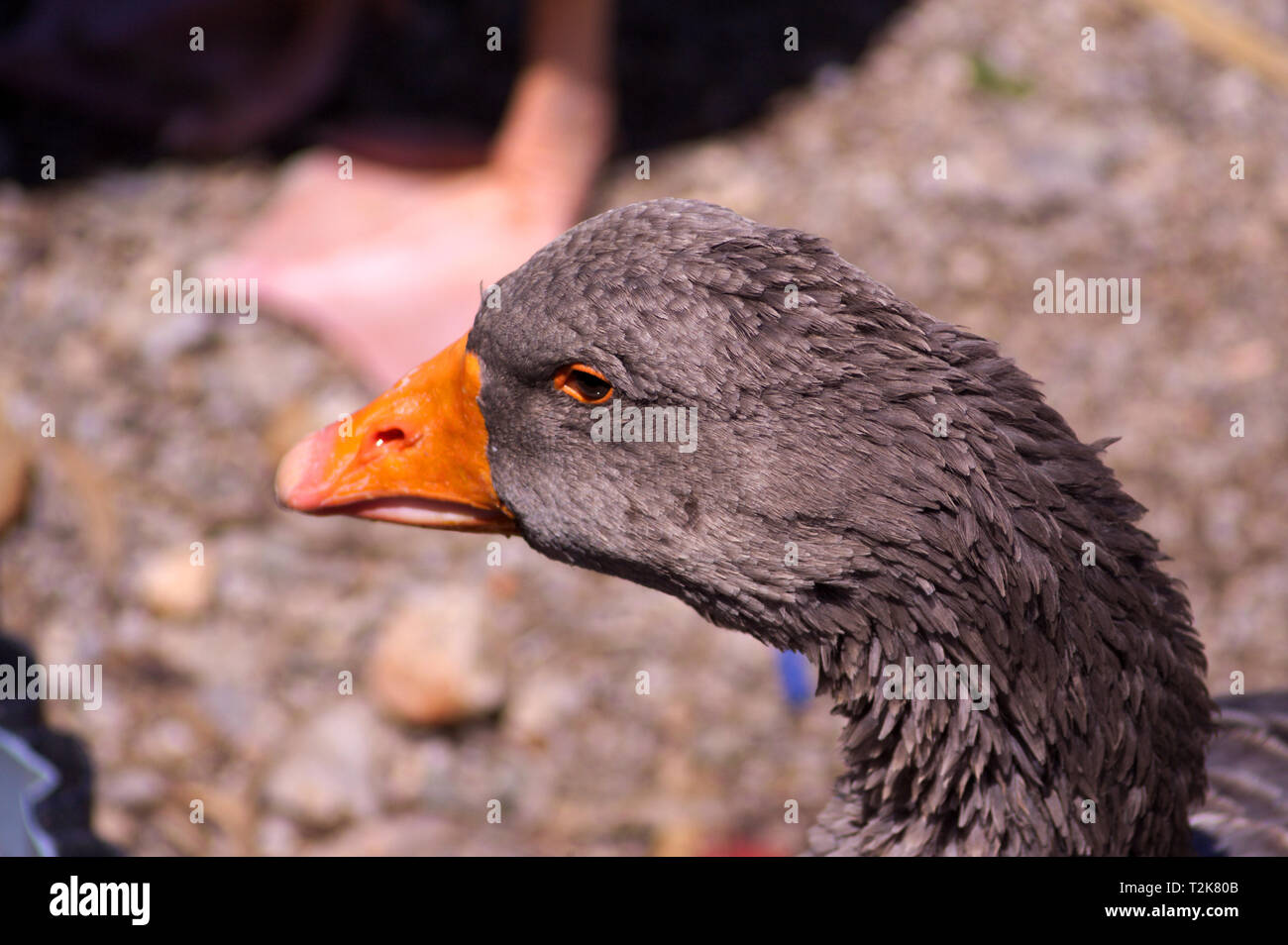 Dark goose hi-res stock photography and images - Alamy