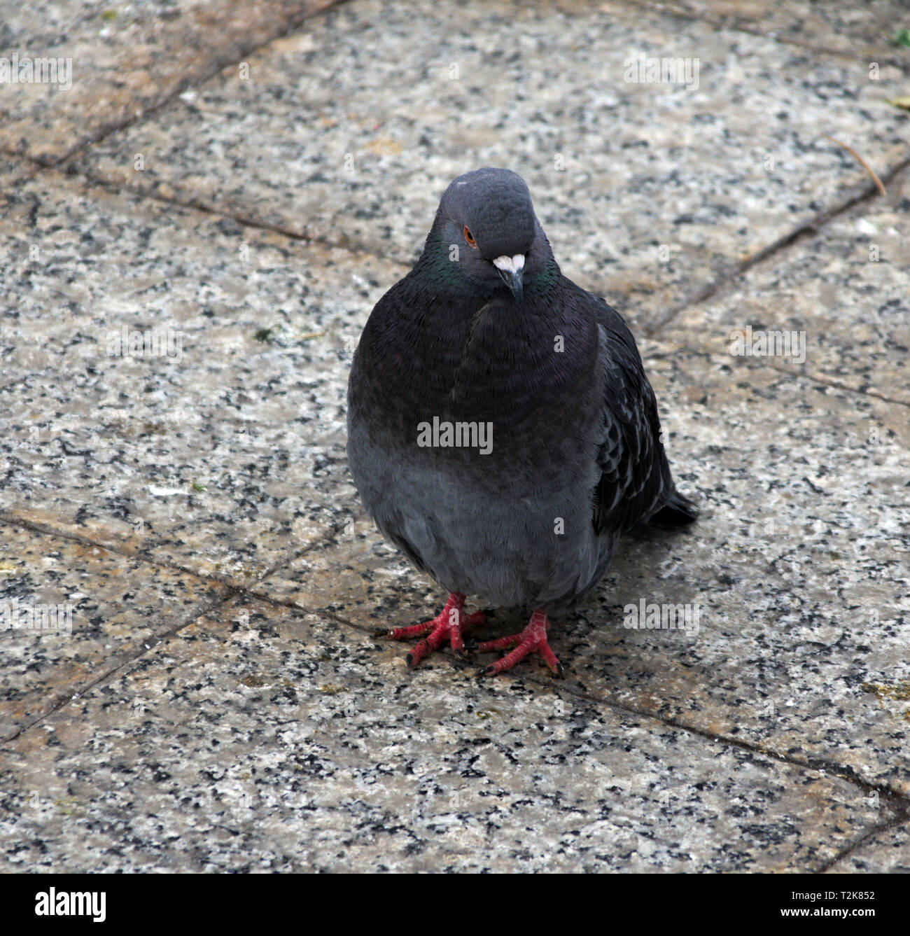 Columba livia columbidae hi-res stock photography and images - Alamy