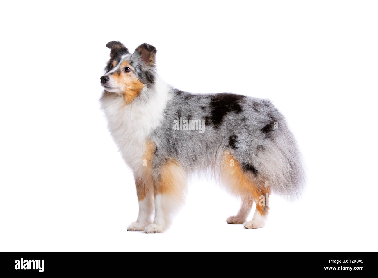 Shetland Sheepdog in front of a white background Stock Photo - Alamy