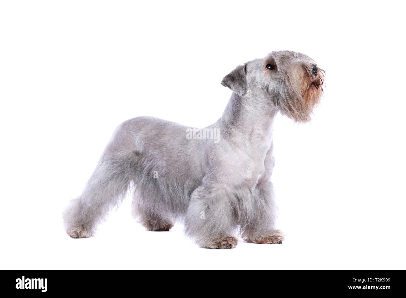 Cesky Terrier or Bohemian Terrier in front of a white background Stock ...