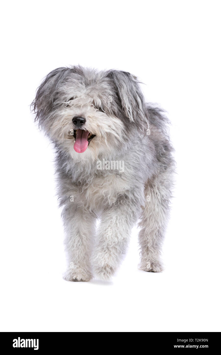 Hungarian pumi dog hi-res stock photography and images - Alamy