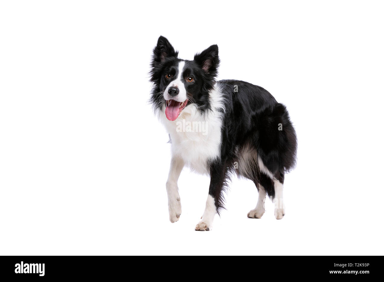 border collie dog standing in front of a white background Stock Photo ...