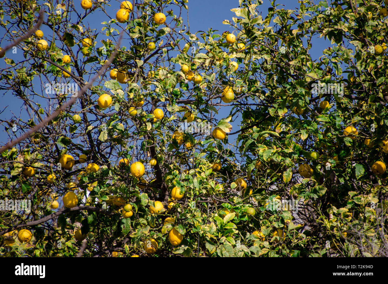 Larnaca cyprus winter hi-res stock photography and images - Alamy