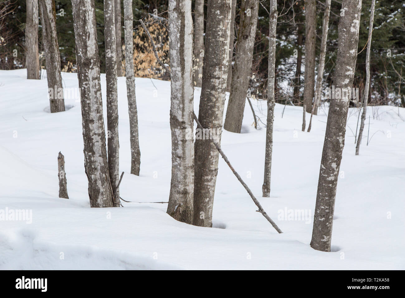 Muskoka wildlife hi-res stock photography and images - Alamy