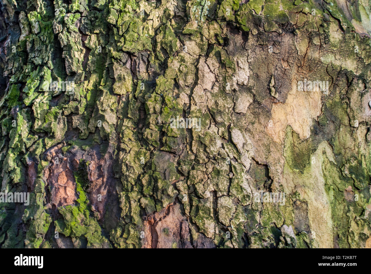 Old tree bark background texture close up Stock Photo - Alamy