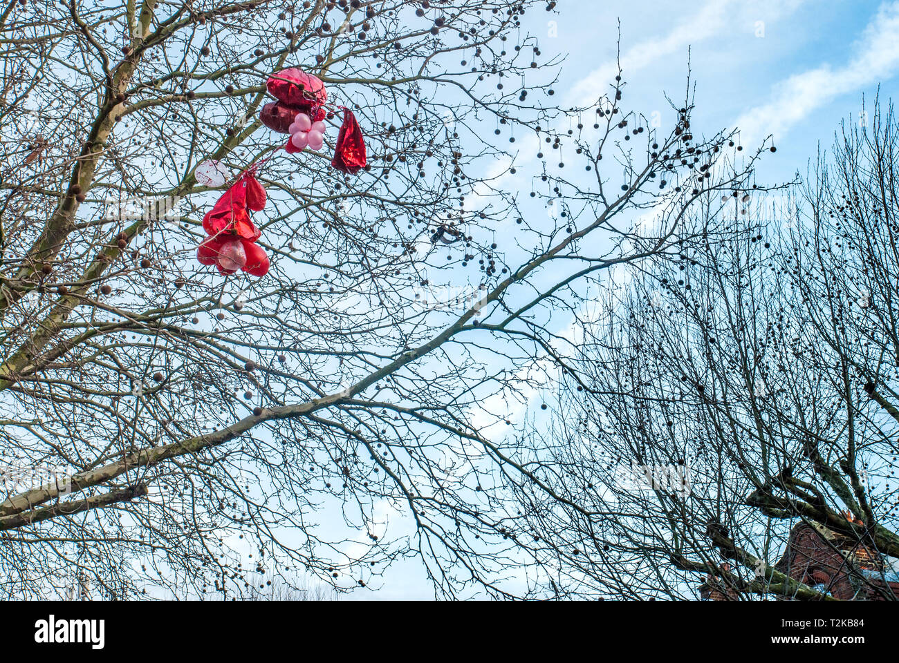 Balloon stuck tree hi-res stock photography and images - Alamy