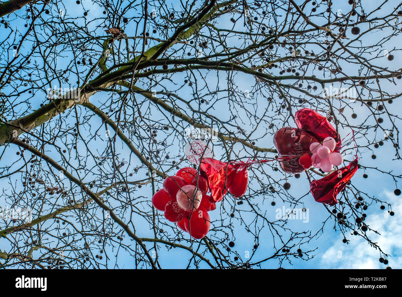 Balloon stuck tree hi-res stock photography and images - Alamy