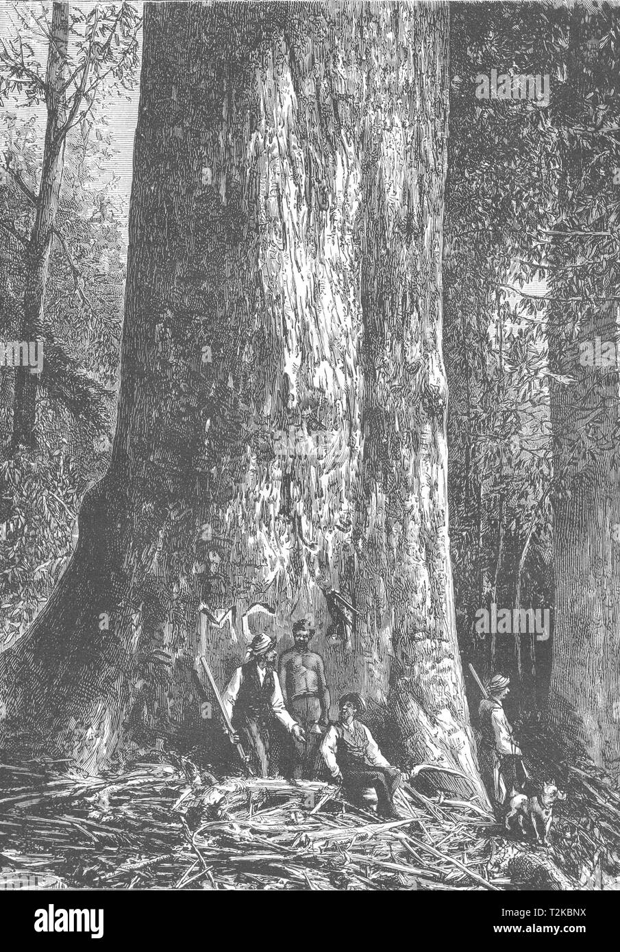 AUSTRALIA. The Giant Gum-tree 1886 old antique vintage print picture ...