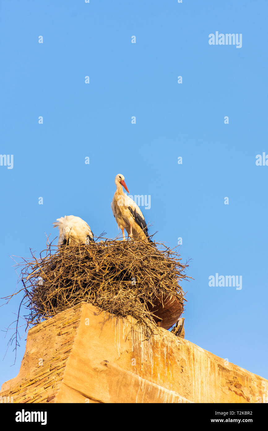Couple of storks in their nest, over the kasbah of Marrakech, morocco ...