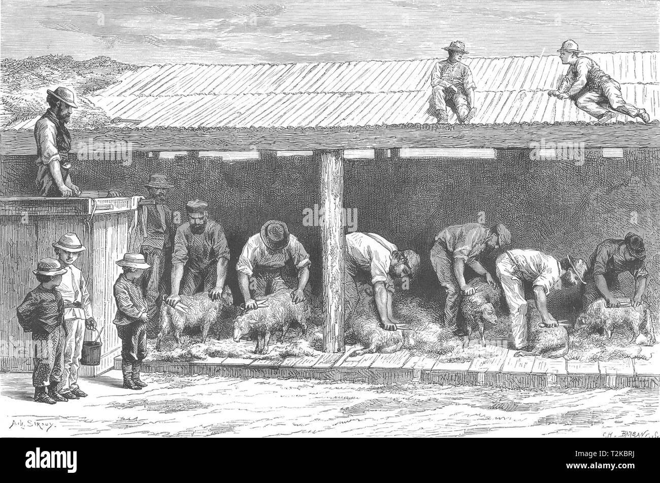 Australian sheep shearing hi-res stock photography and images - Alamy