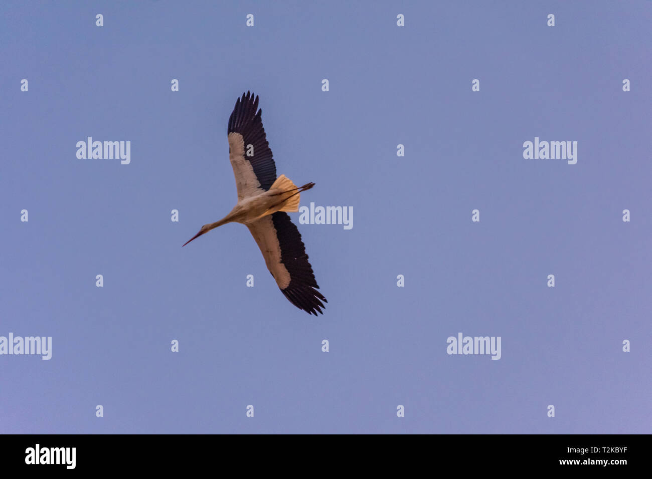 A great stork flying in the skies of Marrakech, Morocco Stock Photo - Alamy