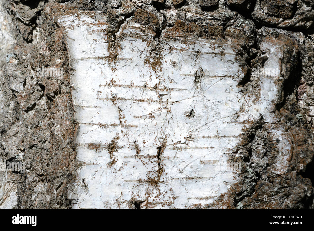 Old birch tree bark background and texture close up Stock Photo - Alamy