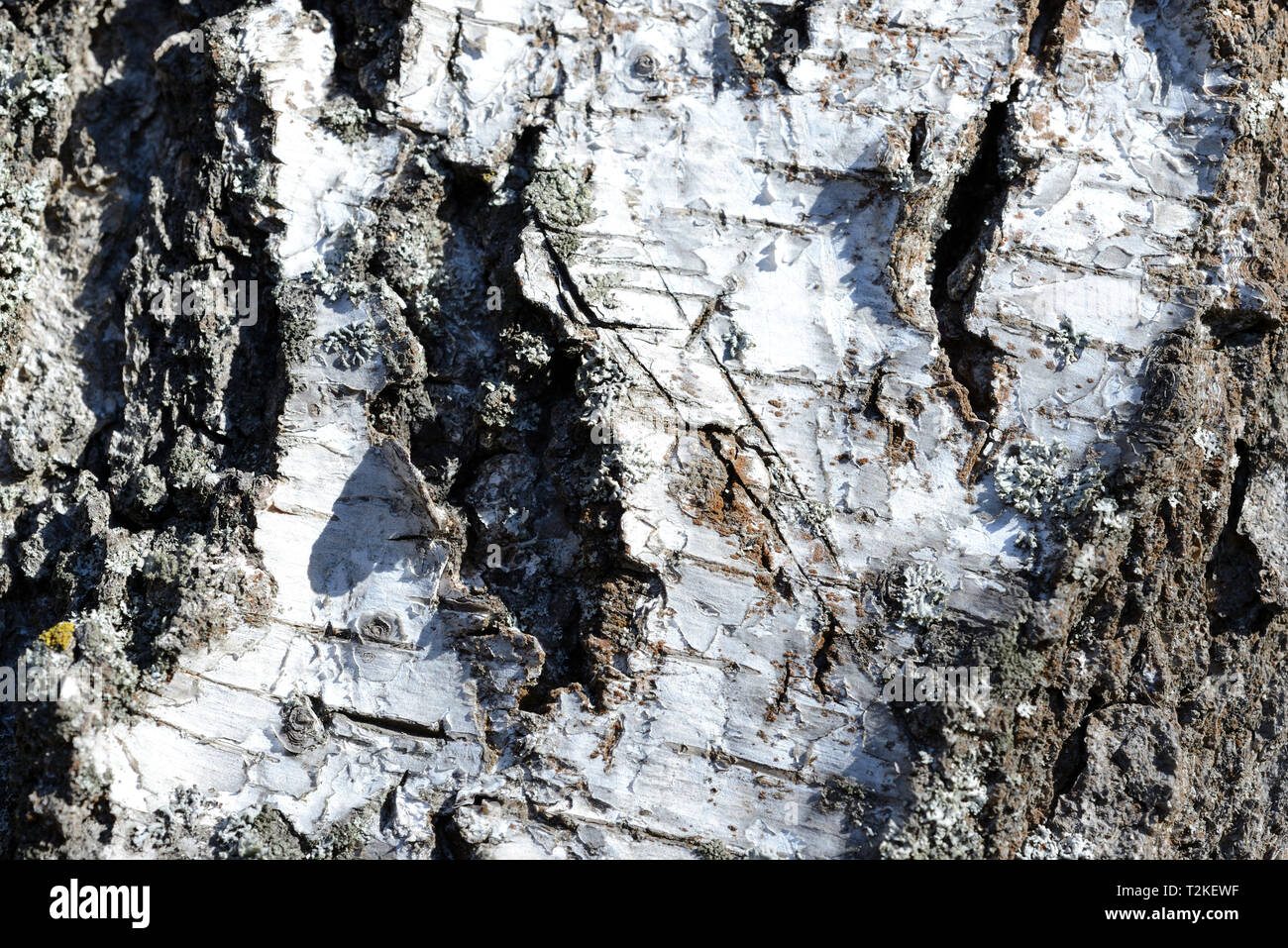 Old birch tree bark background and texture close up Stock Photo - Alamy
