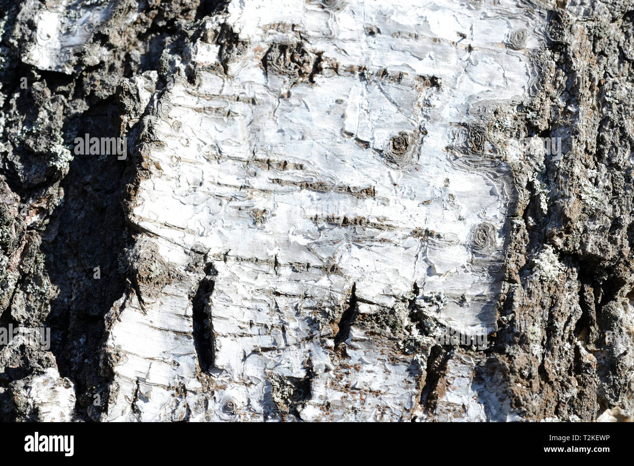 Old birch tree bark background and texture close up Stock Photo - Alamy