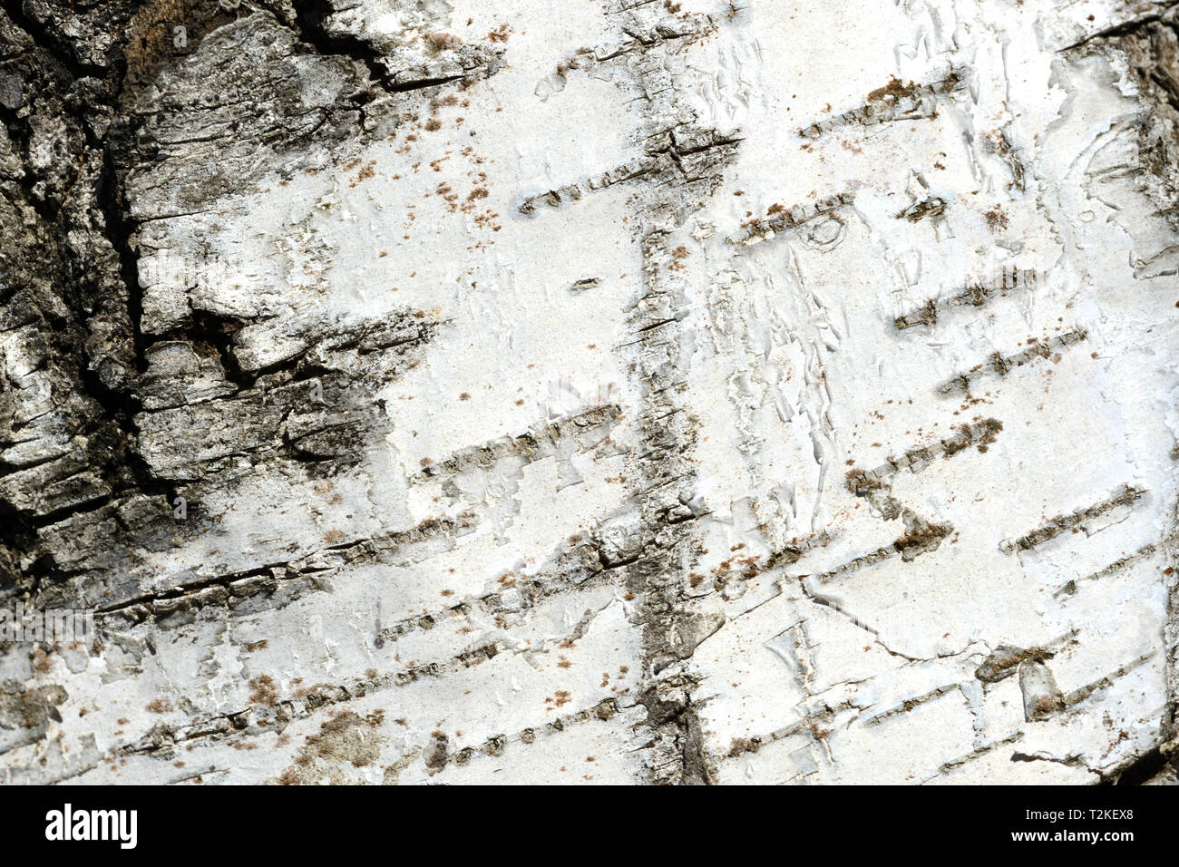 Old birch tree bark background and texture close up Stock Photo - Alamy