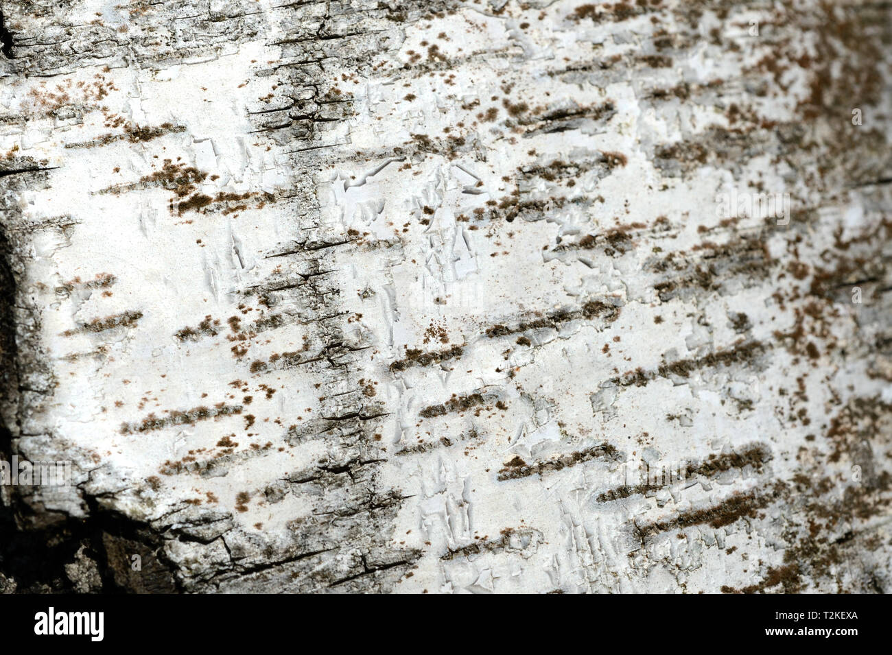 Old birch tree bark background and texture close up Stock Photo - Alamy